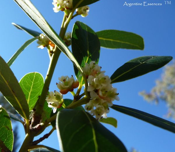 Bay Flower Essence Remedy – Starseeds Essences