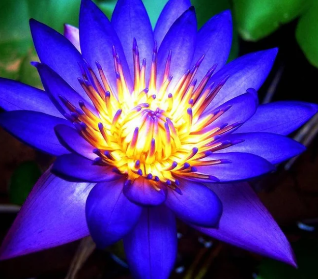 Lotus Azul - Blue Lotus Flower Essence – Starseeds Essences