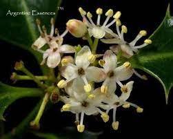 Holly Flower Remedy – Starseeds Essences